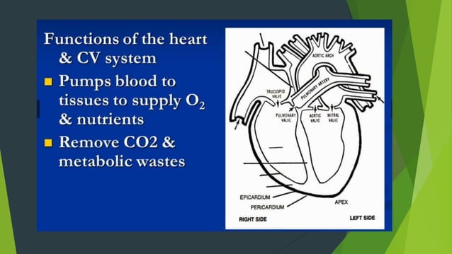 cardiovascular and peripheral assessment.pptx