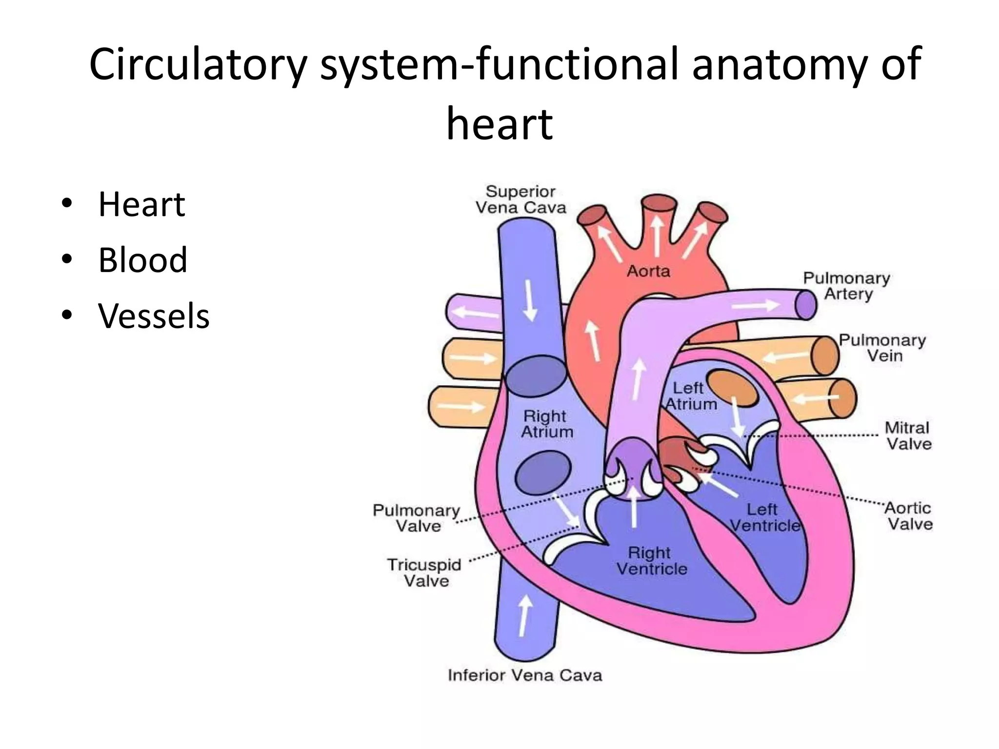 Cardiovascular and respiratory system | PPTX | Lung and Respiratory ...