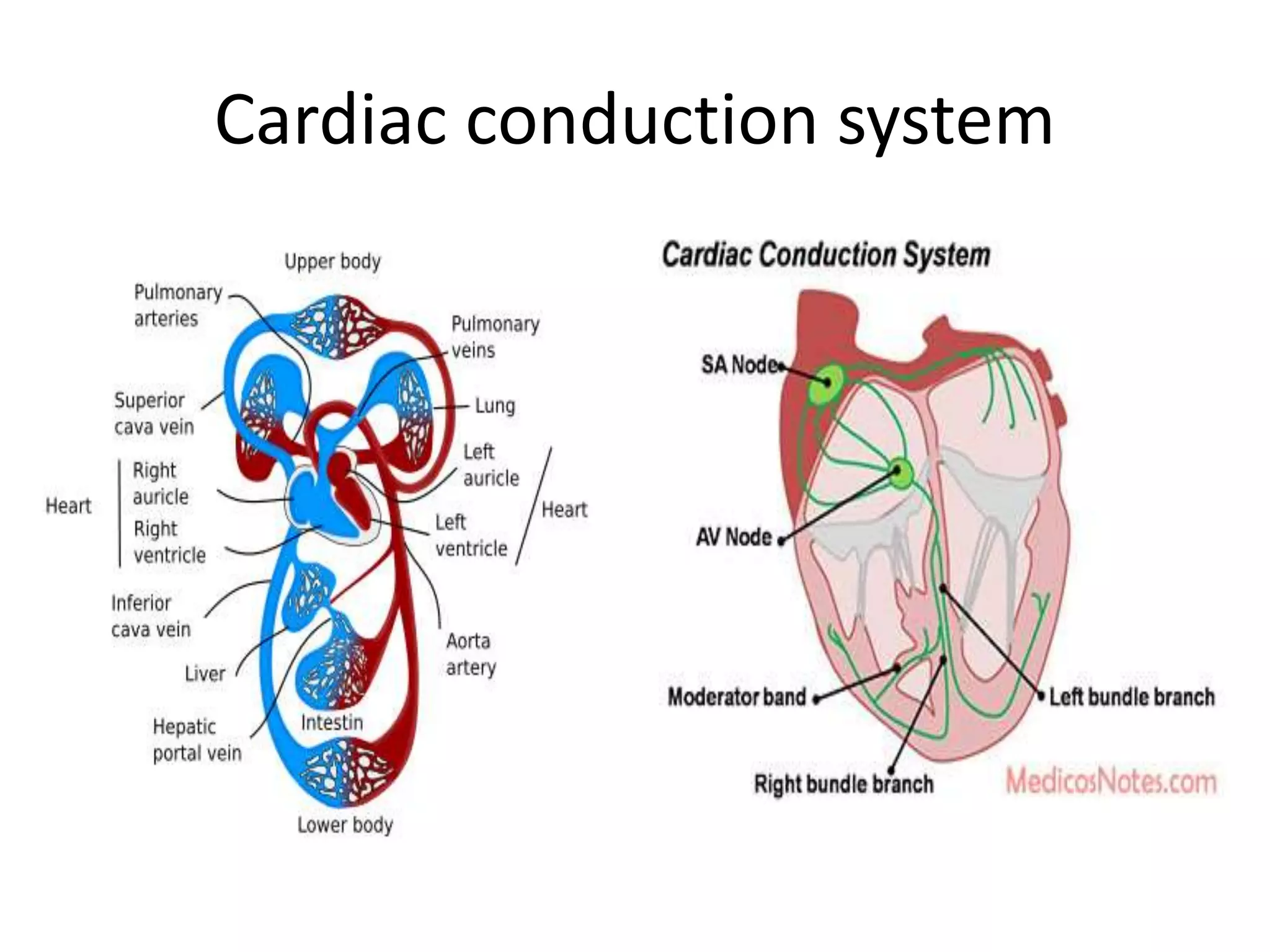 Cardiovascular and respiratory system | PPTX | Lung and Respiratory ...