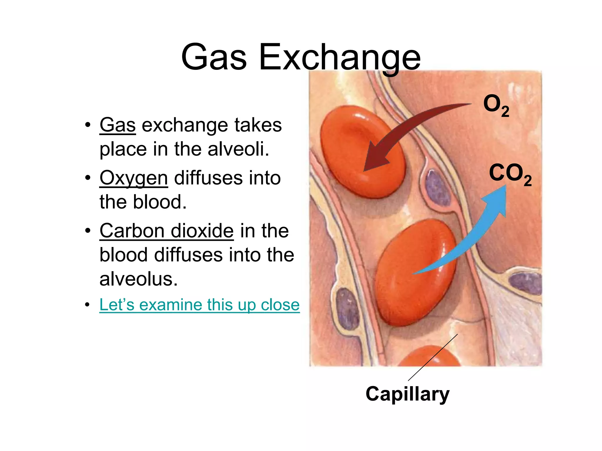 Cardiovascular_and_Respiratory_System.ppt