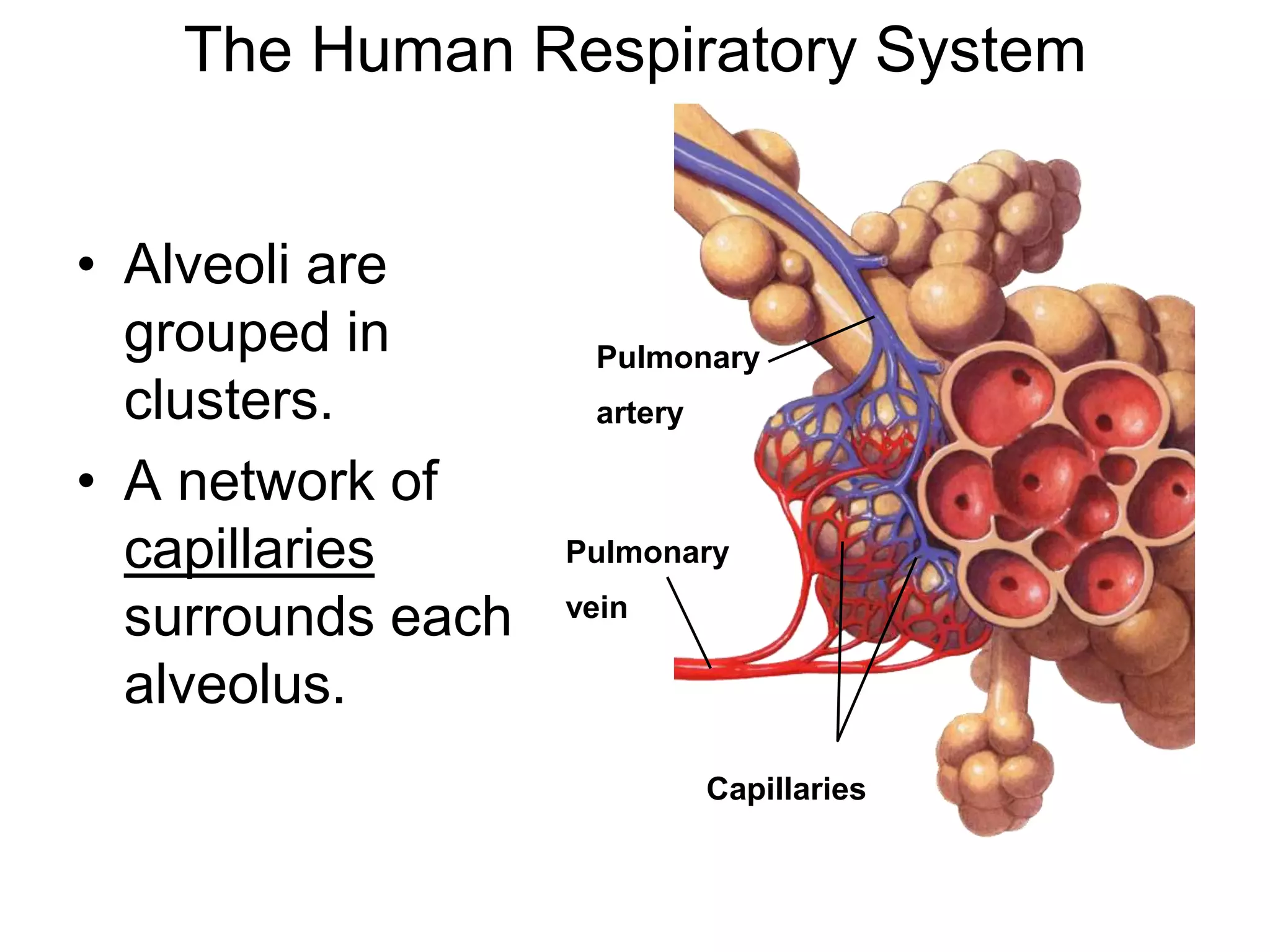 Cardiovascular_and_Respiratory_System.ppt