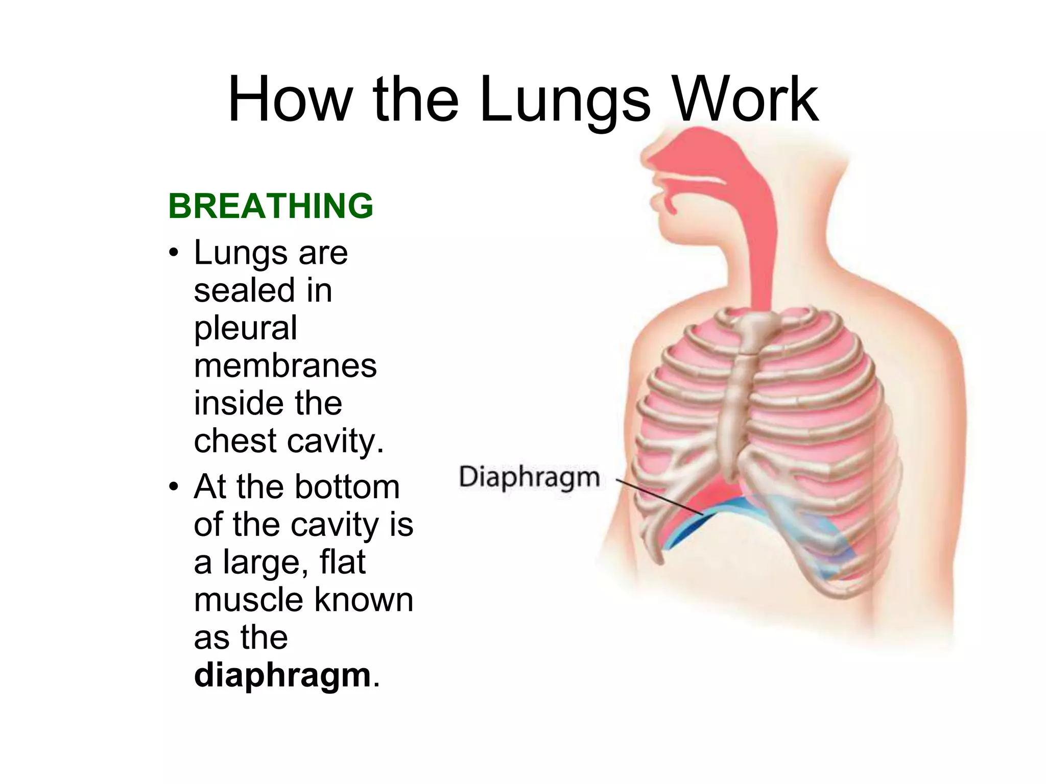 Cardiovascular_and_Respiratory_System.ppt