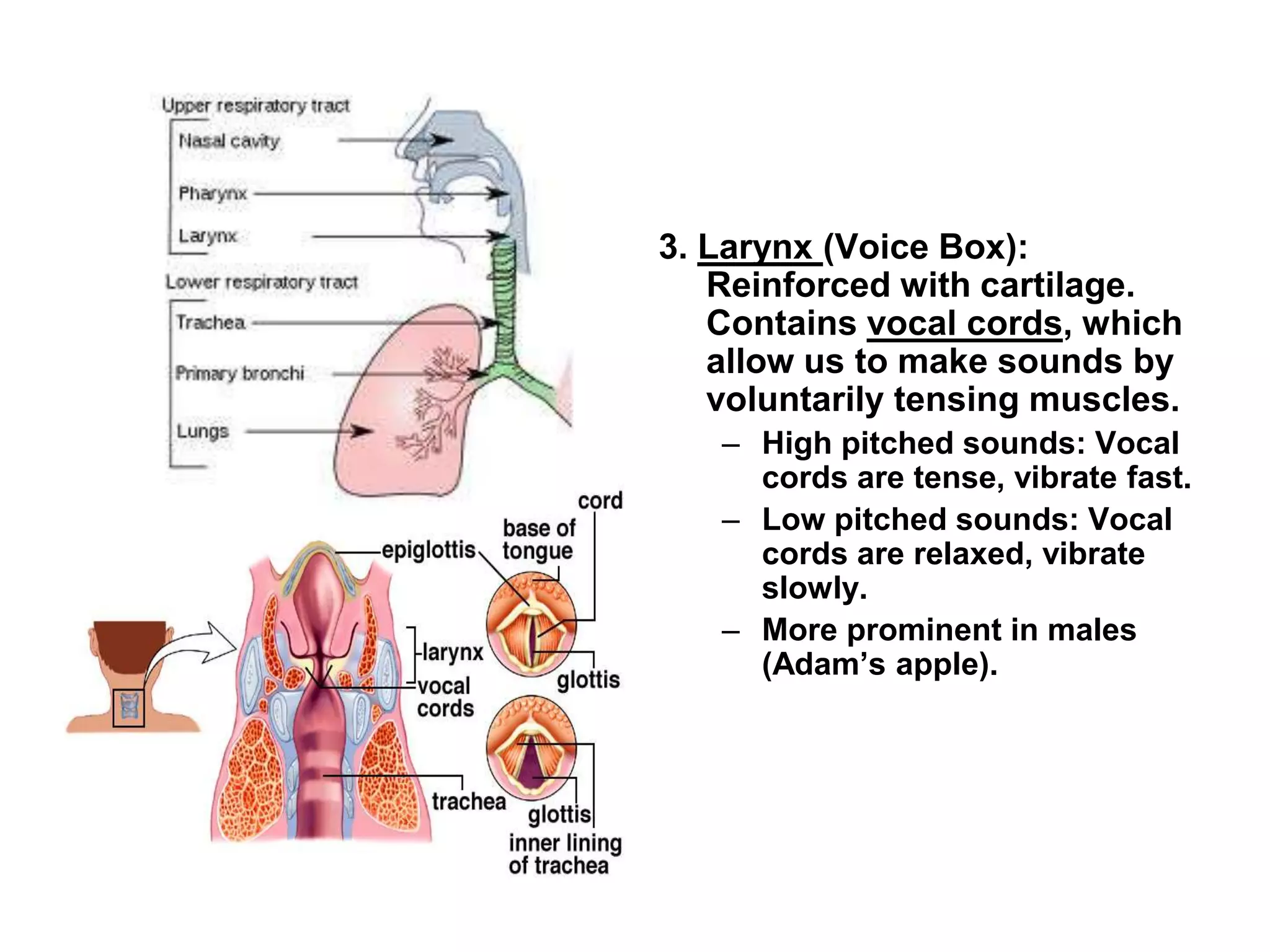 Cardiovascular_and_Respiratory_System.ppt