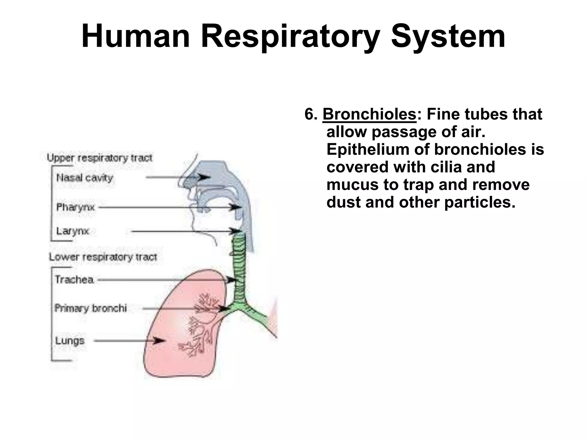 Cardiovascular_and_Respiratory_System.ppt