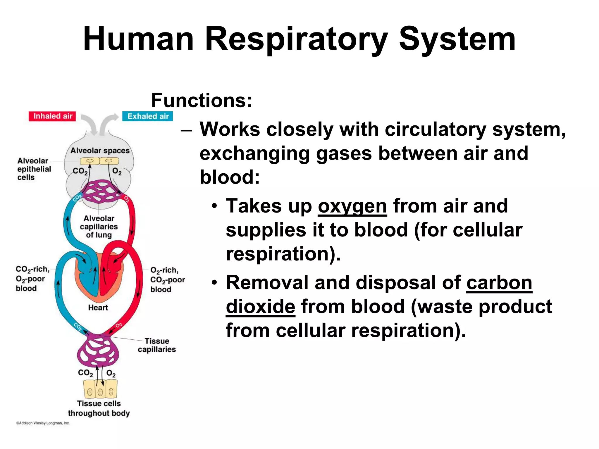 Cardiovascular_and_Respiratory_System.ppt | Lung and Respiratory Health ...