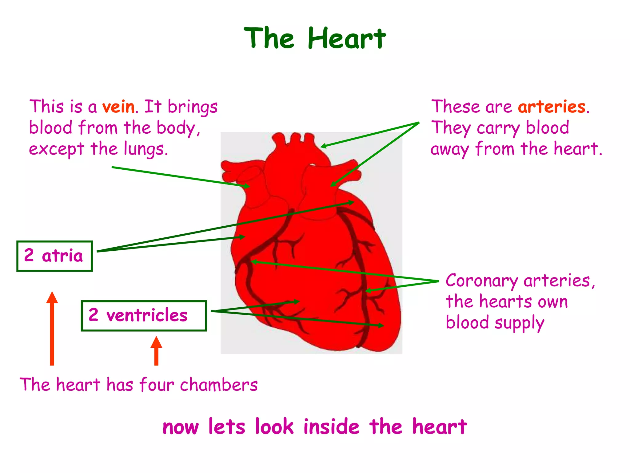 Cardiovascular_and_Respiratory_System.ppt | Lung and Respiratory Health ...