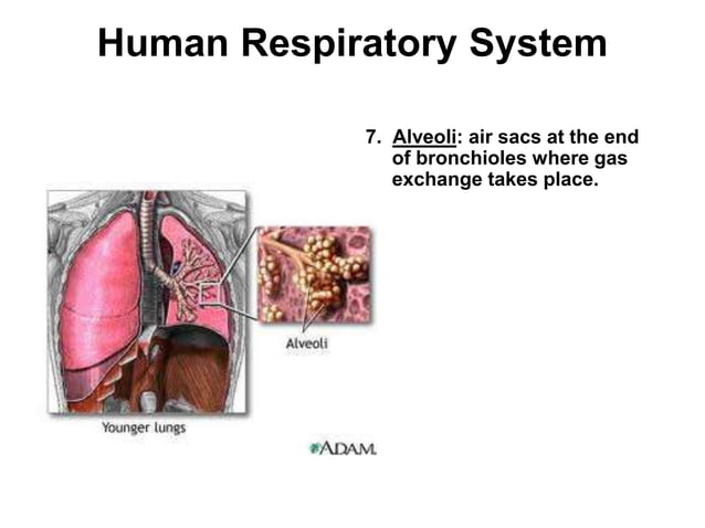 Cardiovascular_and_Respiratory_System.ppt | Lung and Respiratory Health ...