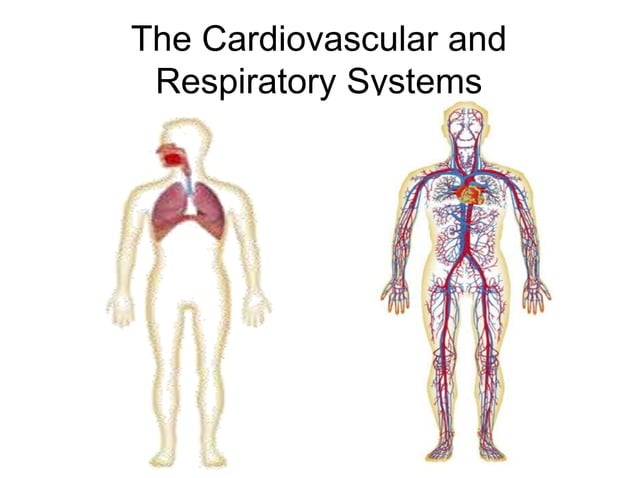 Cardiovascular_and_Respiratory_System.ppt