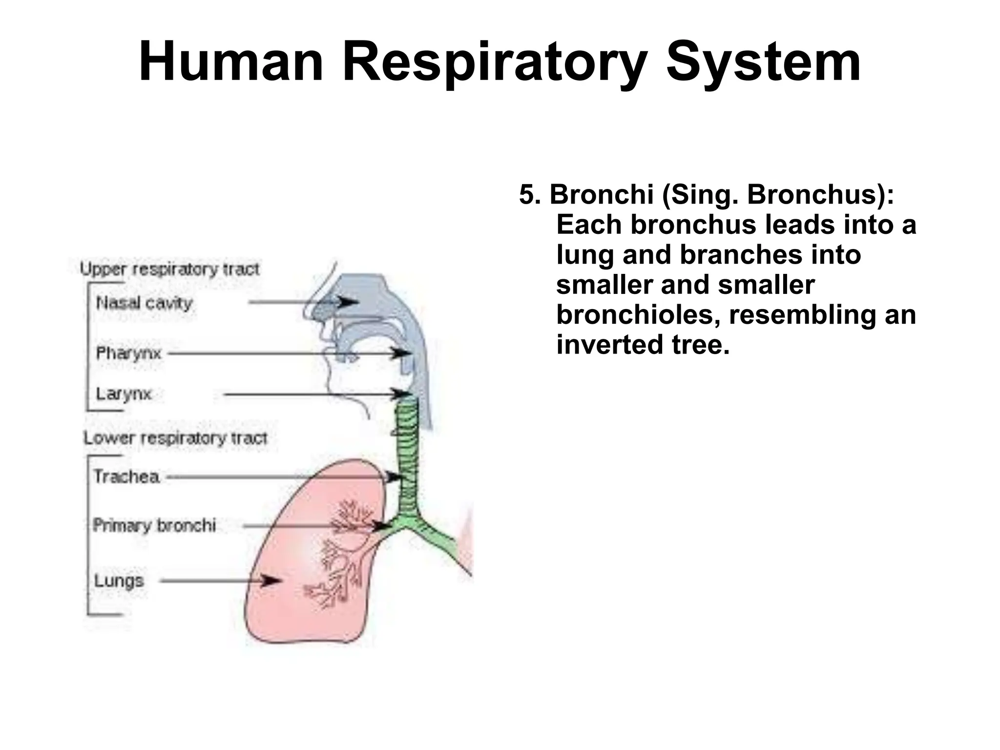 Cardiovascular_and_Respiratory_System.ppt