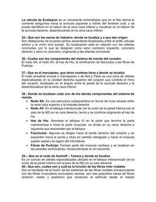 Apuntes anatomía cardiovascular | PDF