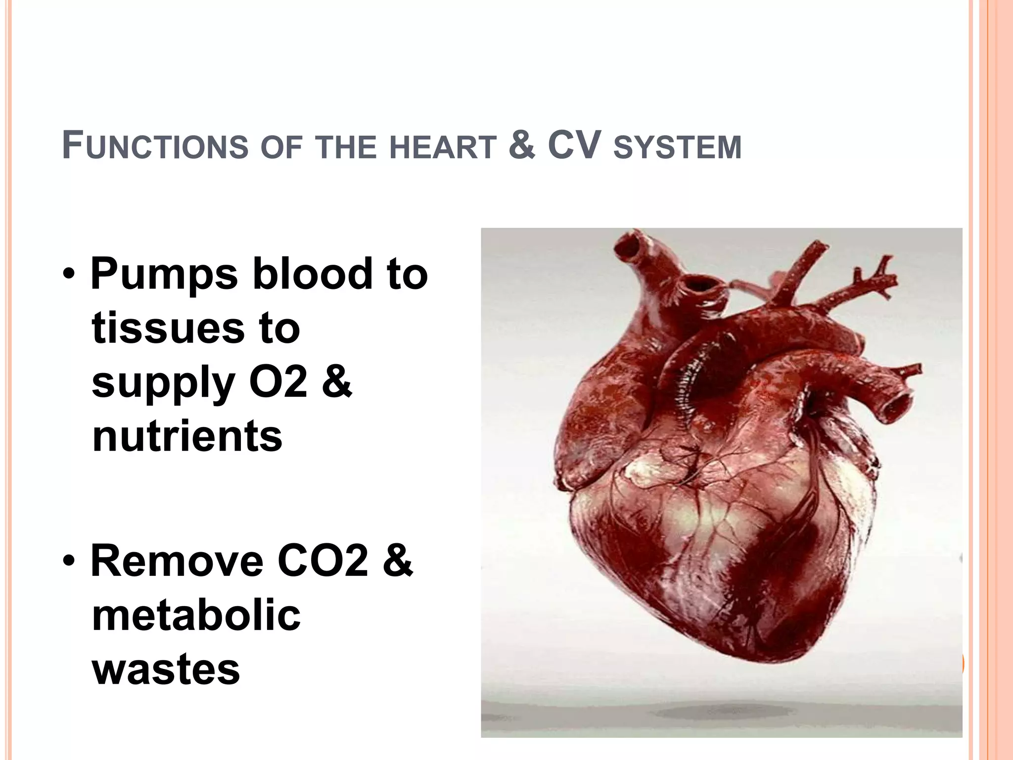 Cardiovascular assessment | PPTX