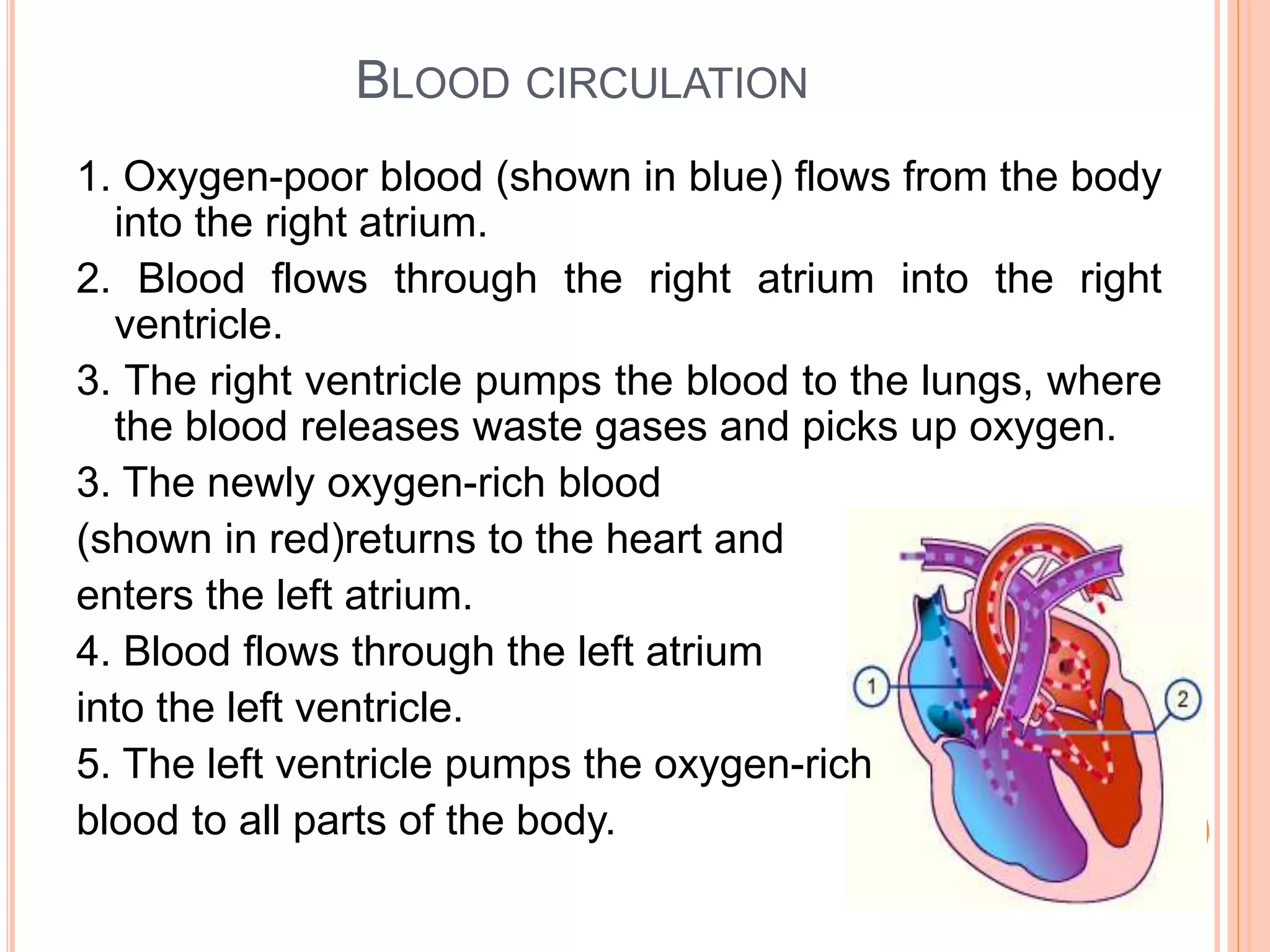 Cardiovascular assessment | PPTX