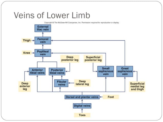 Cardiovascular blood vessels(1).ppt fr nursing student | PPT