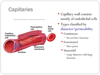 Cardiovascular blood vessels(1).ppt fr nursing student | PPT