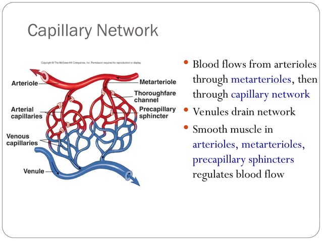 Cardiovascular blood vessels(1).ppt fr nursing student | PPT