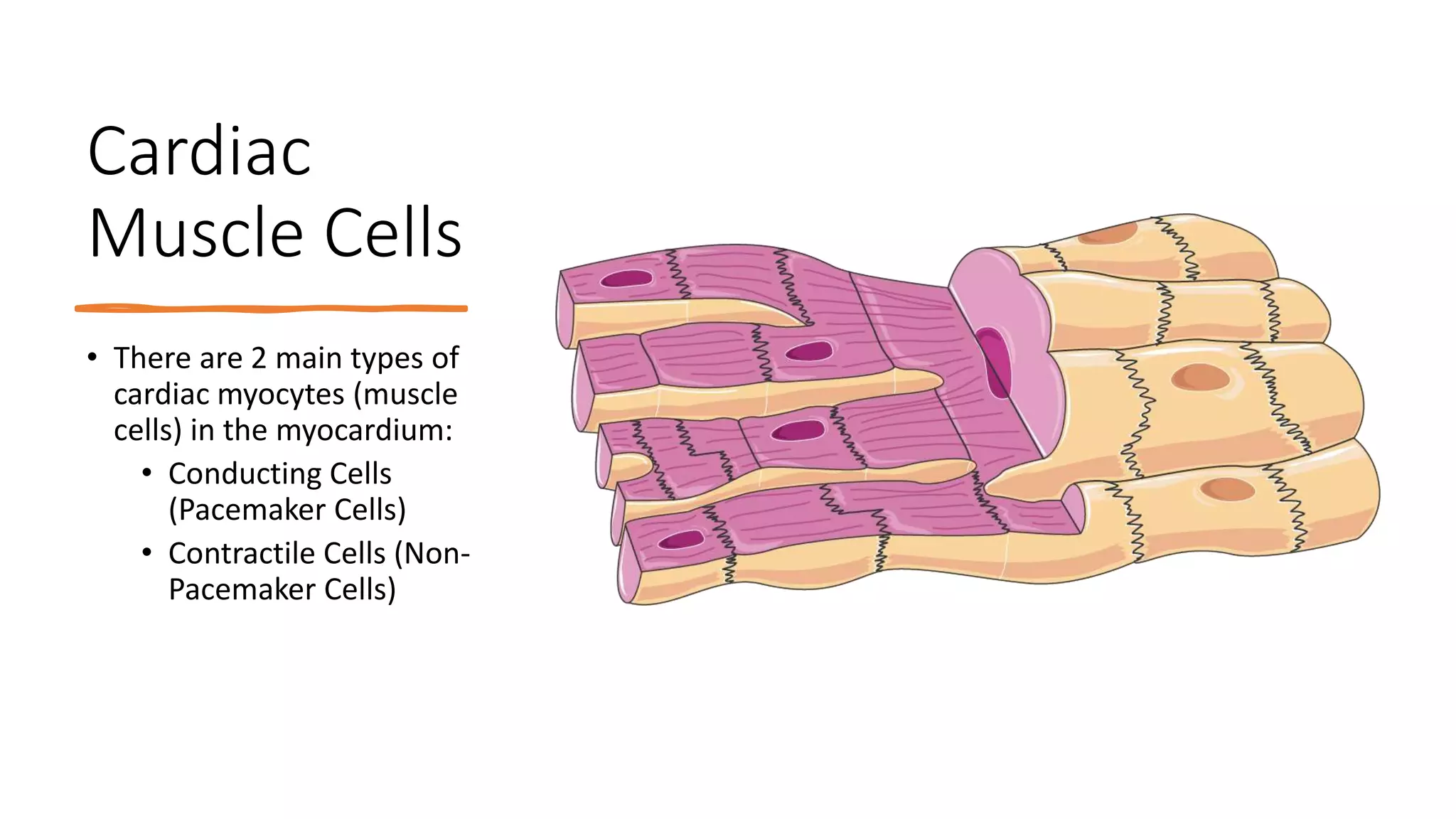 cardiovascular disease.pptx
