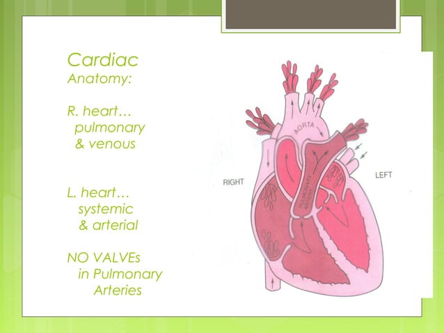 Cardiovascular disease, interventions and care | PPT