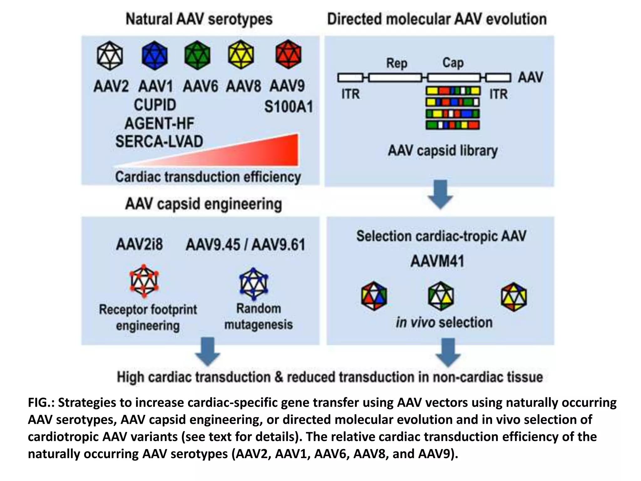 GENE THERAPY FOR CARDIOVASCULAR DISEASES | PPTX