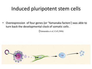 iPSCs in treating Cardiovascular disorders | PPTX