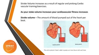 Cardiovascular exercise | PPTX