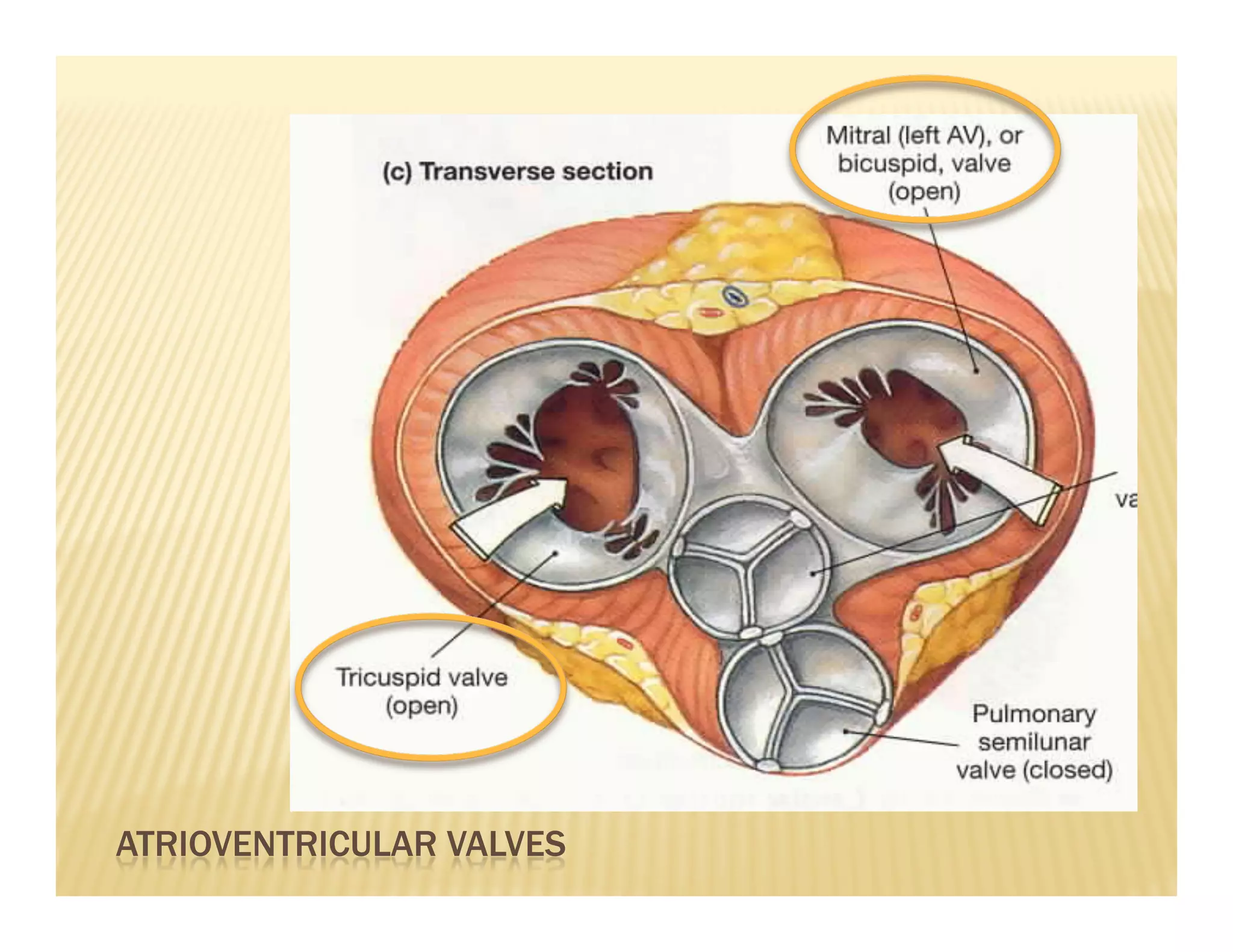 Biology 12 - Cardiovascular System | PDF
