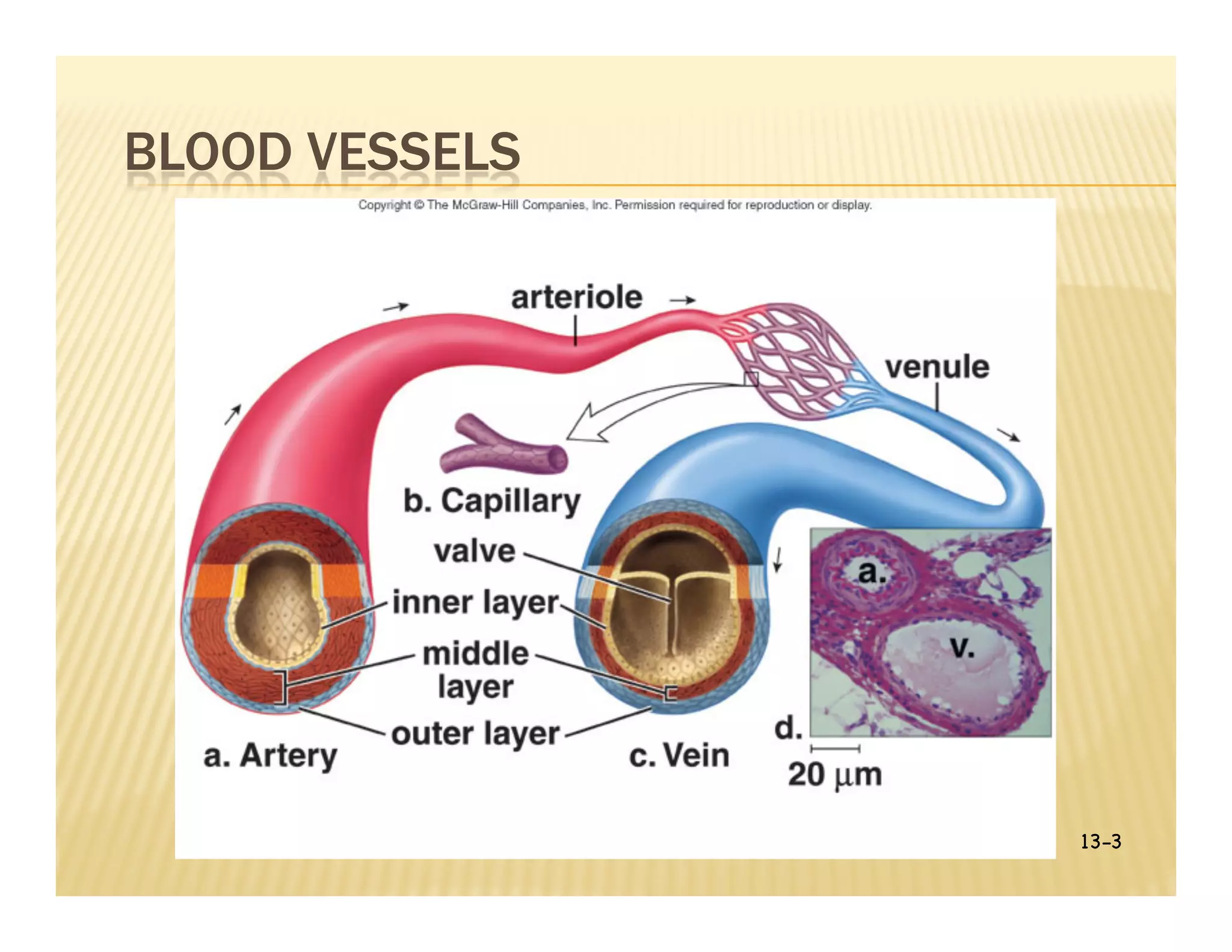 Biology 12 - Cardiovascular System | PDF
