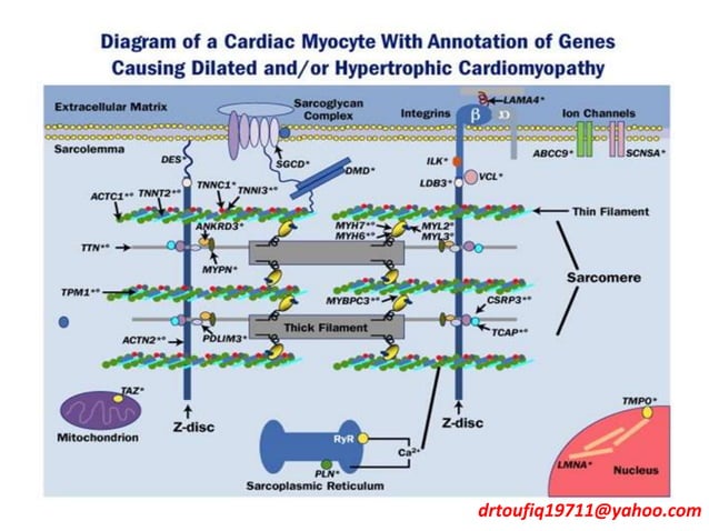 Cardiovascular genetics | PPSX