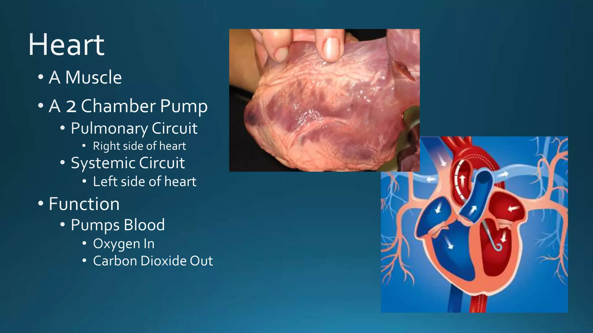 Cardiovascular Health Presentation | PPTX