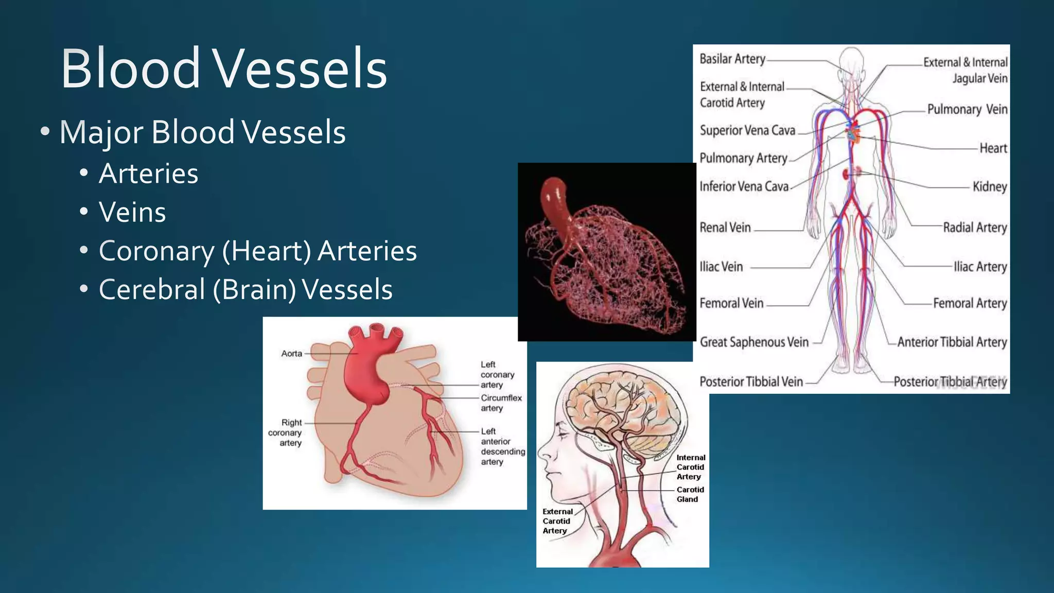 Cardiovascular Health Presentation | PPTX