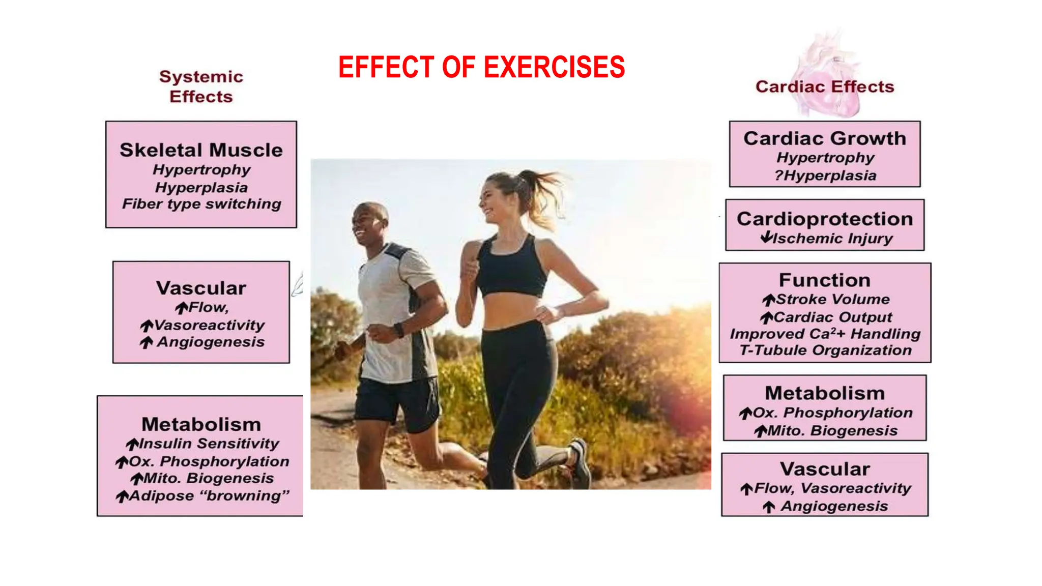 CARDIOVASCULAR HOMEOSTASIS IN EXERCISE AND POSTURE.pptx