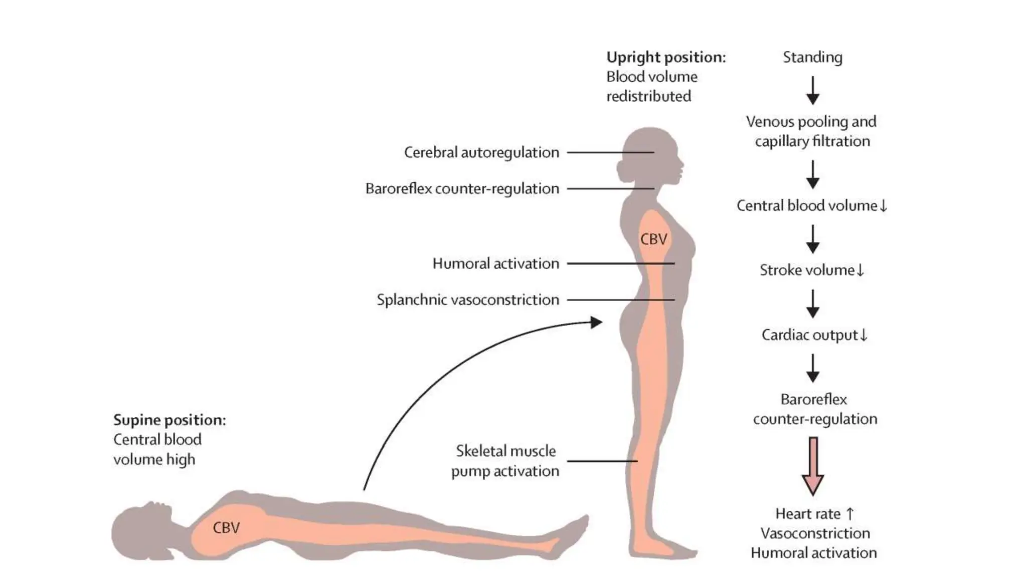 CARDIOVASCULAR HOMEOSTASIS IN EXERCISE AND POSTURE.pptx