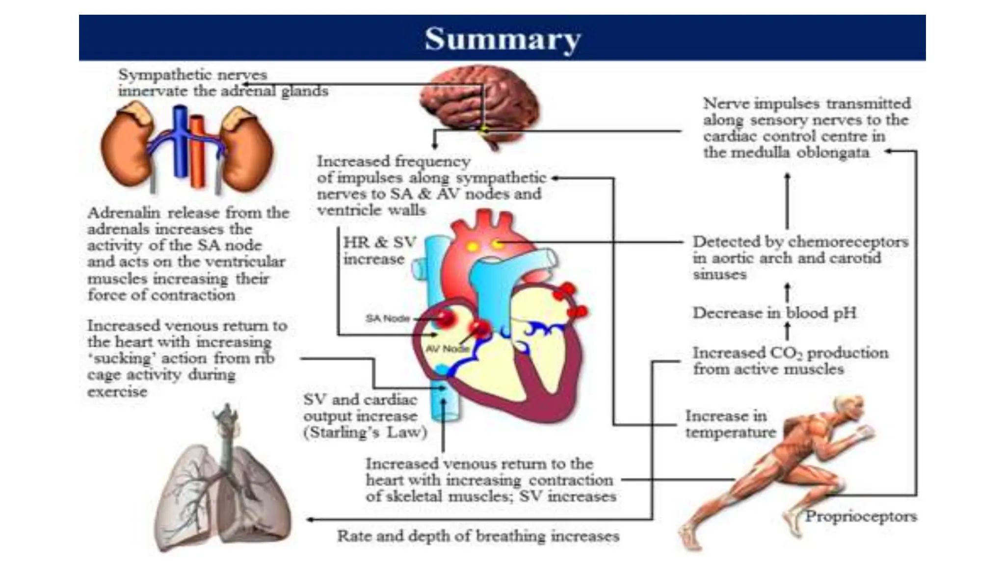 CARDIOVASCULAR HOMEOSTASIS IN EXERCISE AND POSTURE.pptx