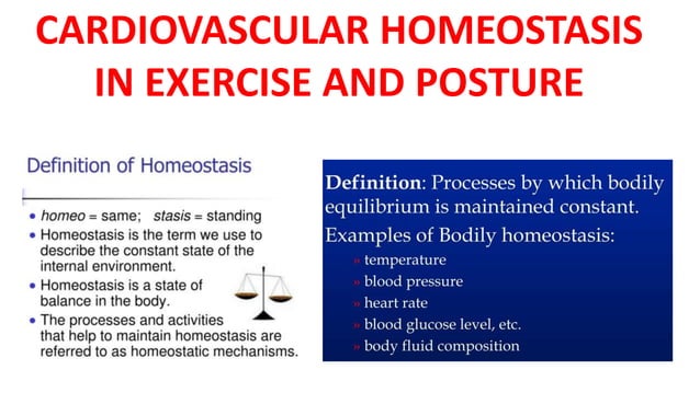 CARDIOVASCULAR HOMEOSTASIS IN EXERCISE AND POSTURE.pptx | Brain and ...