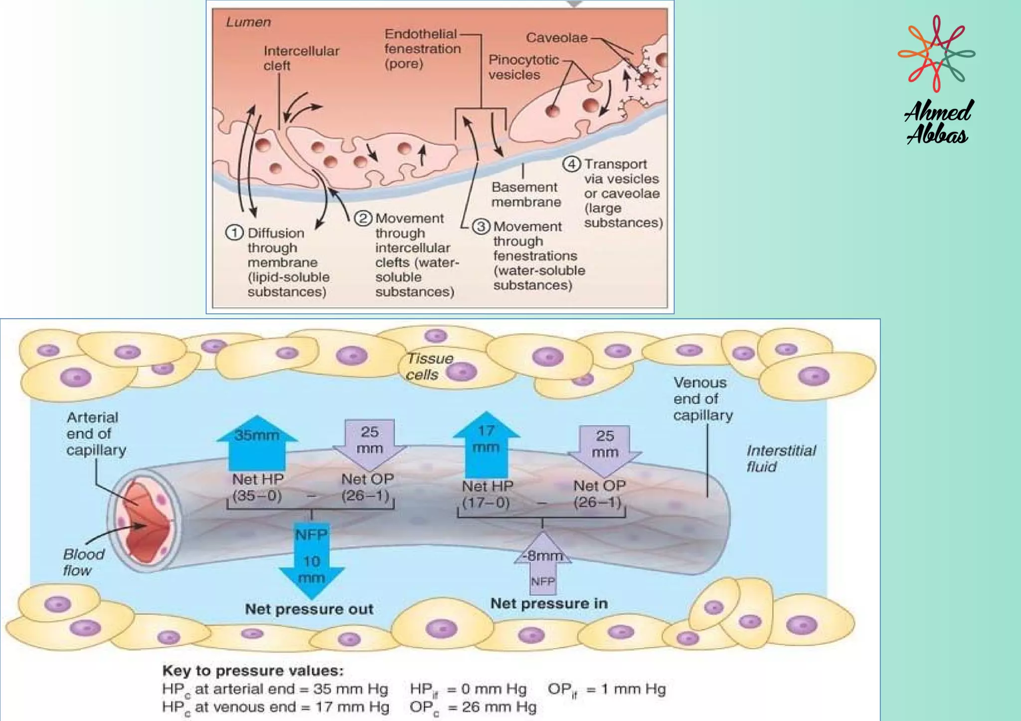 Cardiovascular lec.5 | PPT
