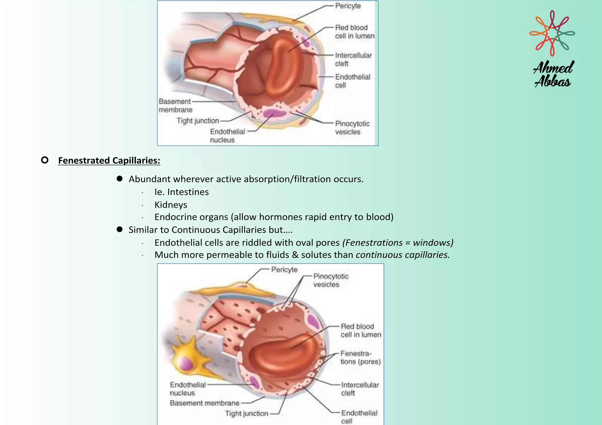 Cardiovascular lec.5 | PPT