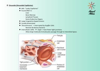 Cardiovascular lec.5 | PPT