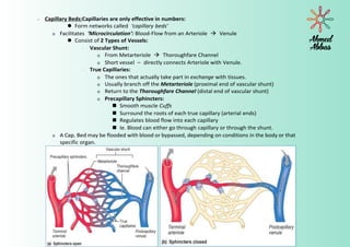Cardiovascular lec.5 | PPT