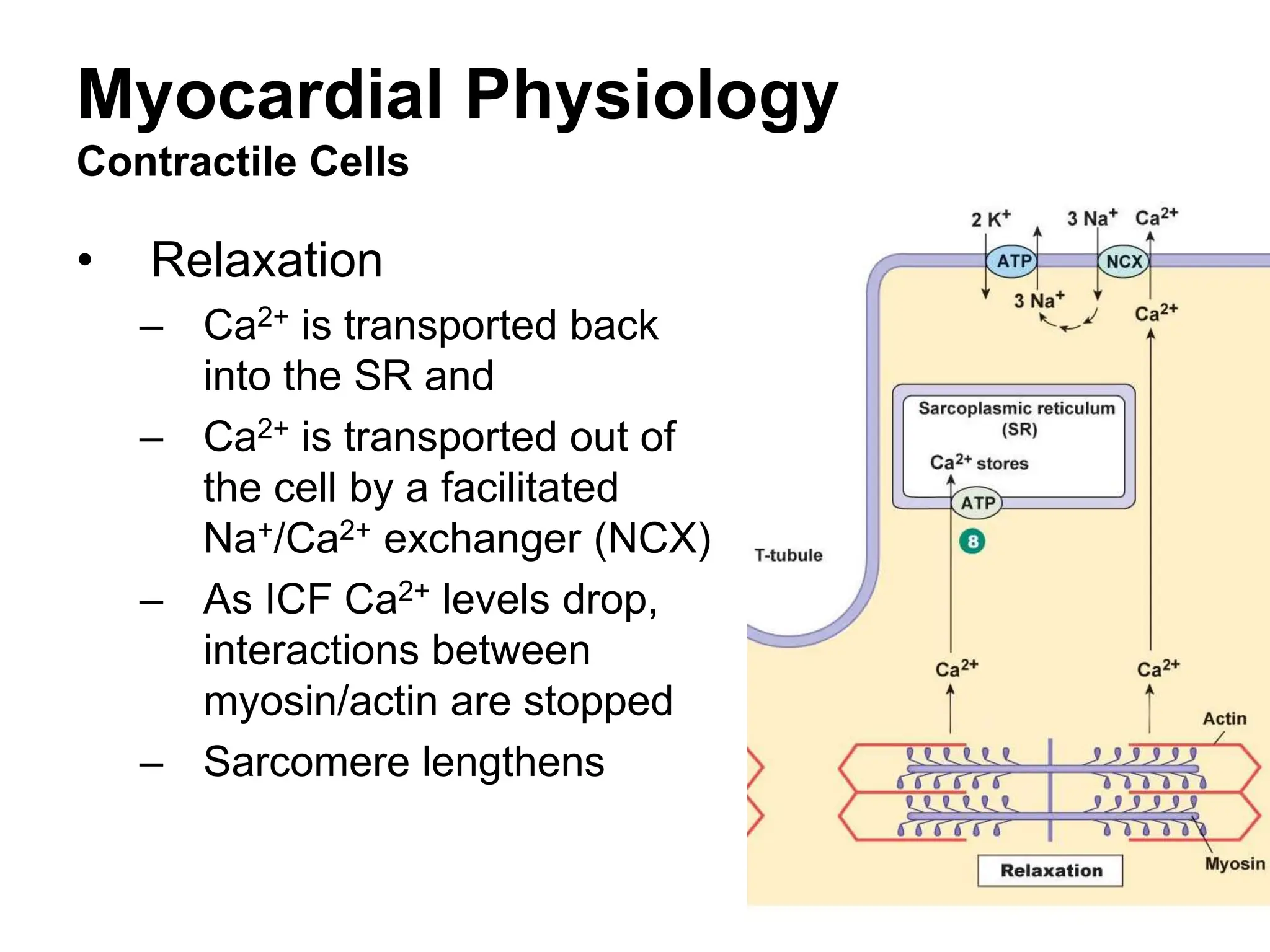 cardiovascular physiology-for anesthesia | PPT