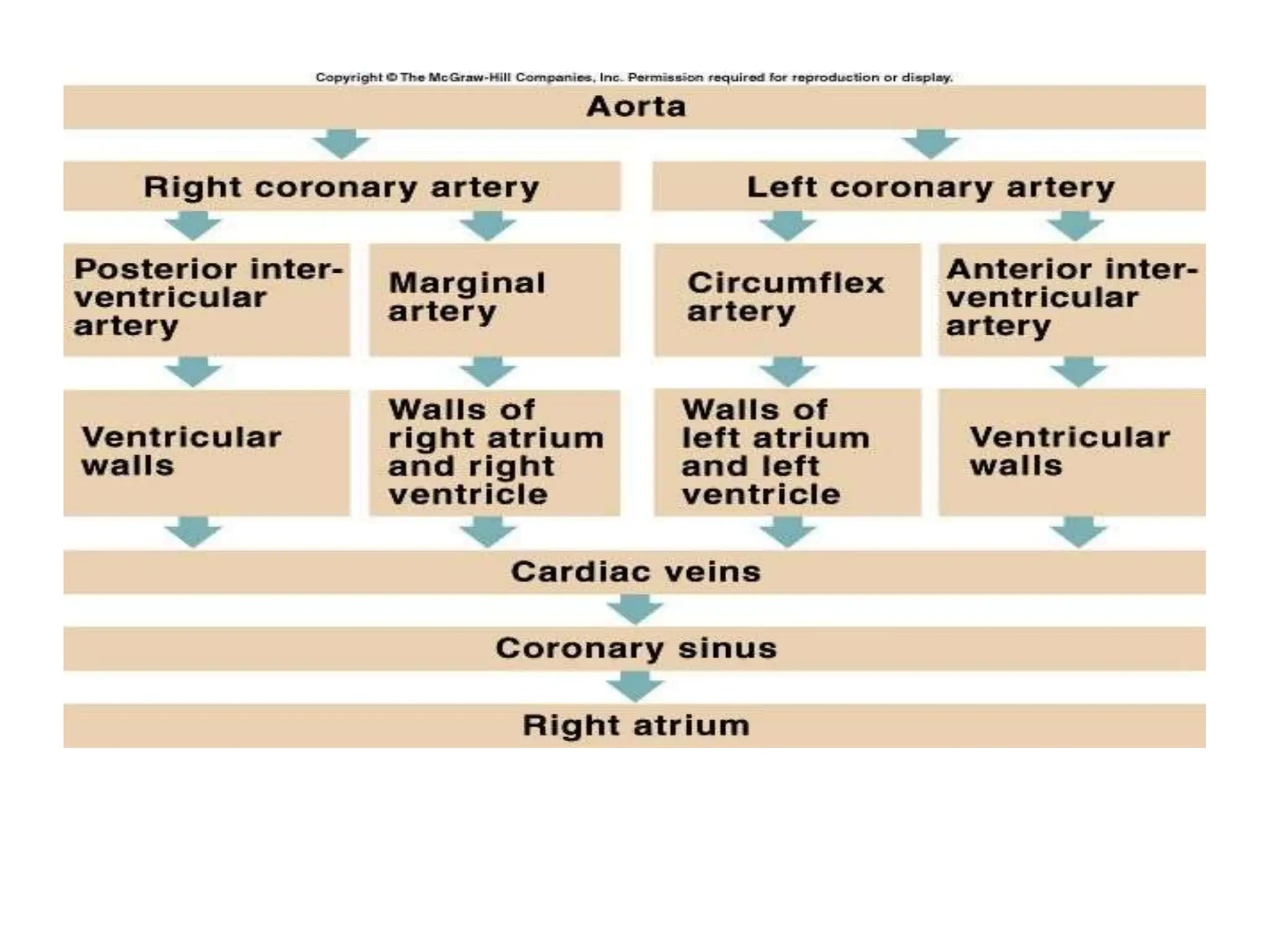 cardiovascular physiology-for anesthesia | PPT