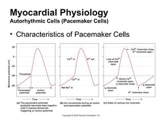Cardiovascular physiology | PPT