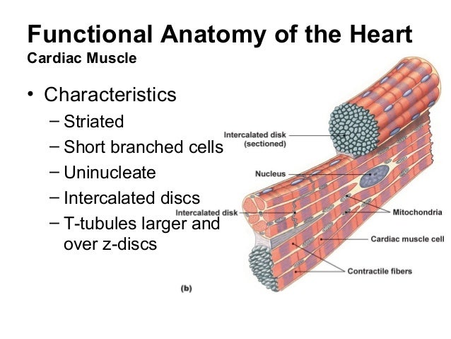 Cardiovascular physiology