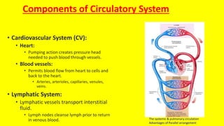 Cardiovascular physiology.1. hussein farouk sakr | PPT