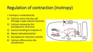 Cardiovascular physiology.2. hussein farouk sakr | PPTX | Heart and ...
