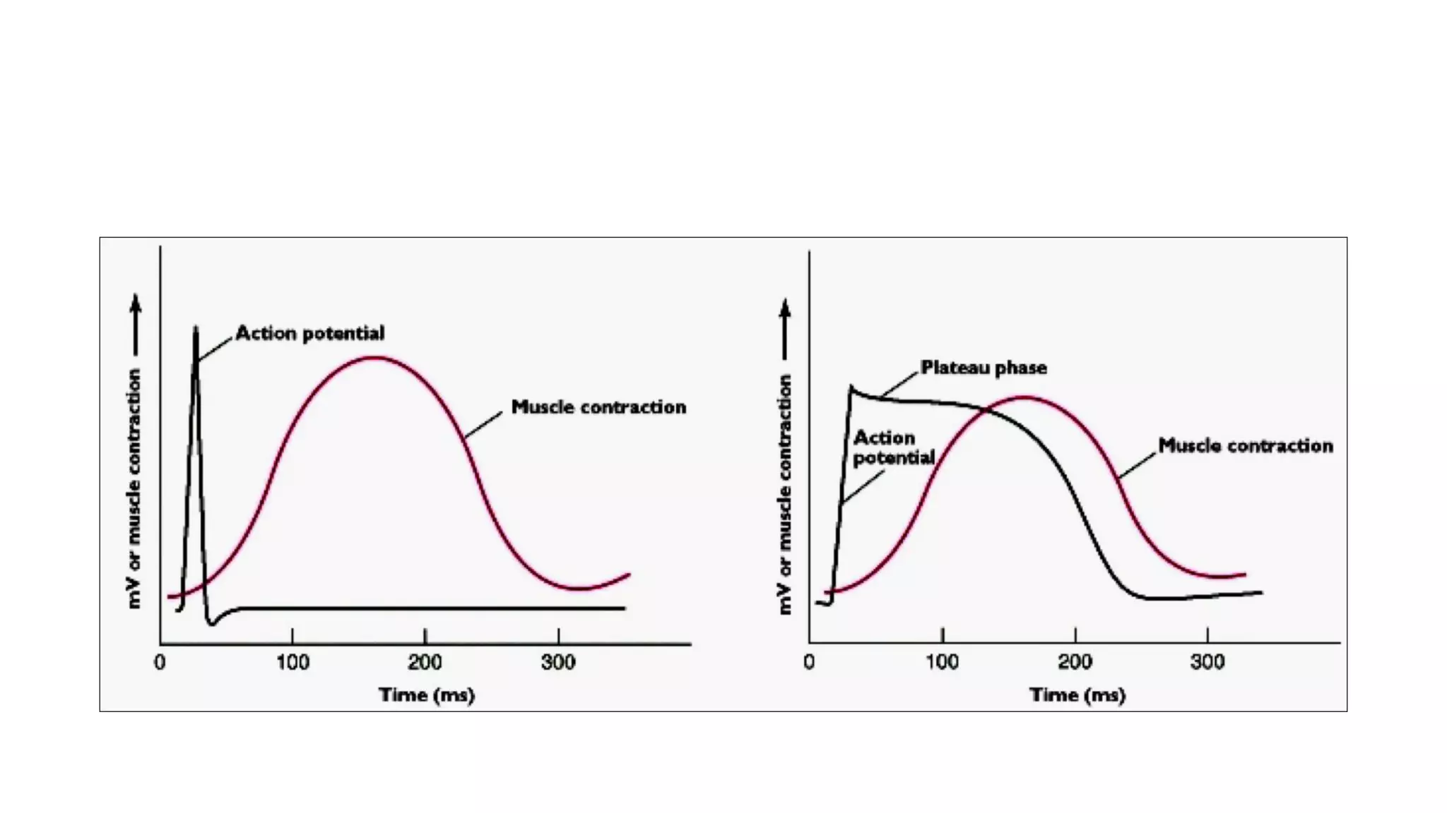 Cardiovascular physiology REVISION NOTES | PDF