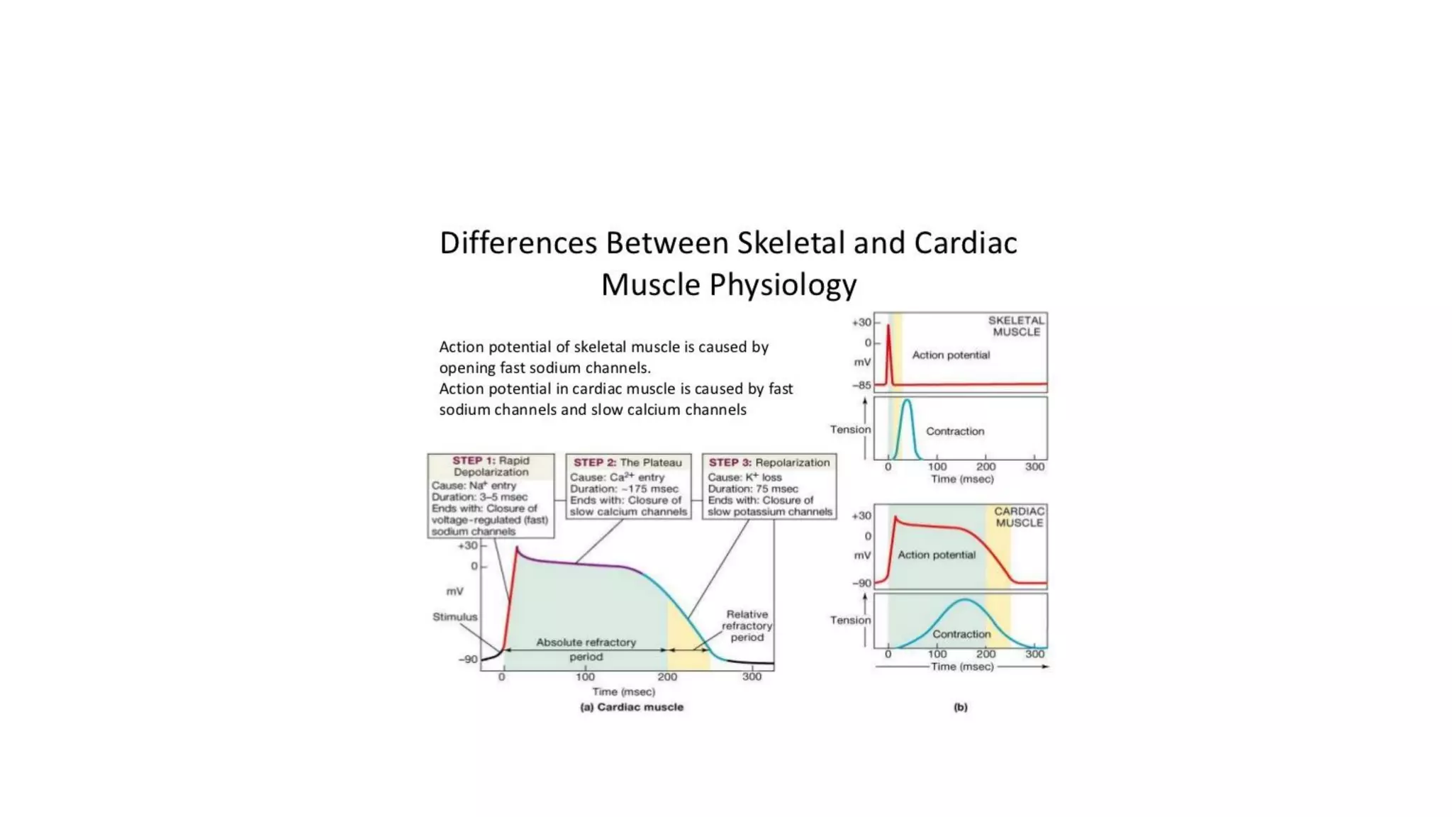 Cardiovascular physiology REVISION NOTES | PDF
