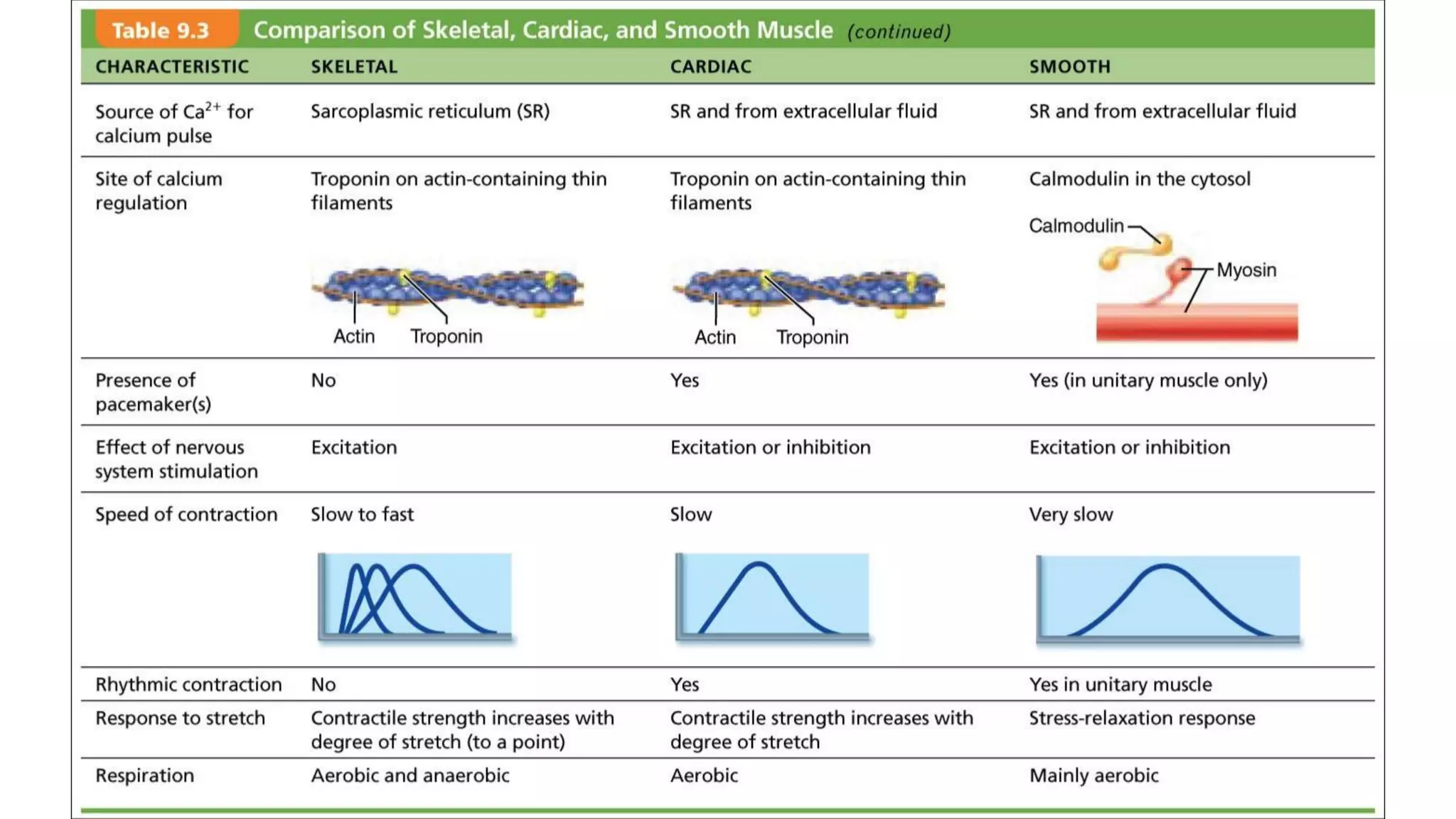 Cardiovascular physiology REVISION NOTES | PDF