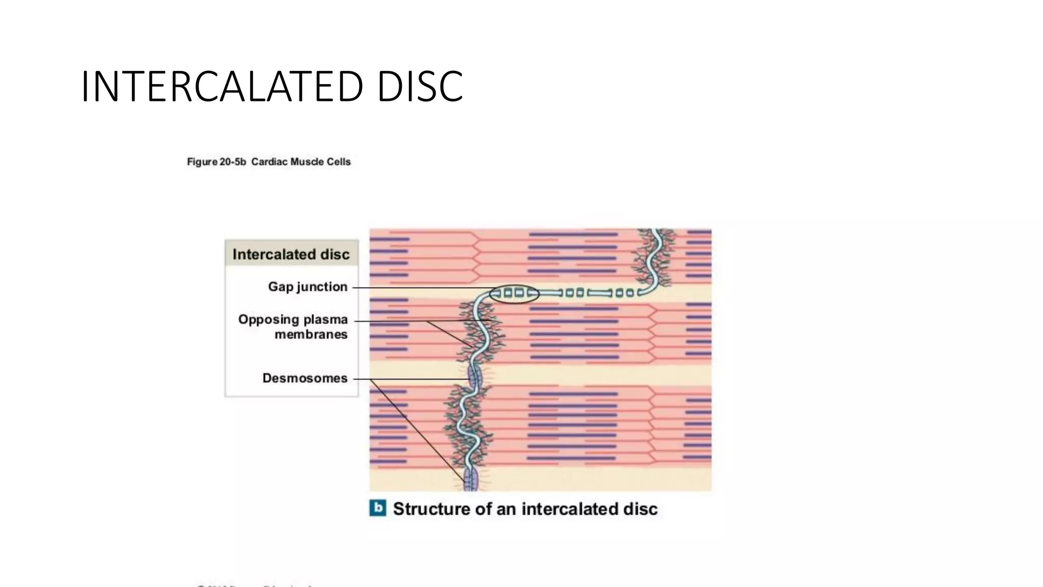 Cardiovascular physiology REVISION NOTES | PDF
