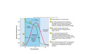 Cardiovascular physiology REVISION NOTES | PDF