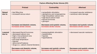 Cardiovascular physiology REVISION NOTES | PDF