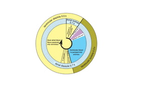 Cardiovascular physiology REVISION NOTES | PDF